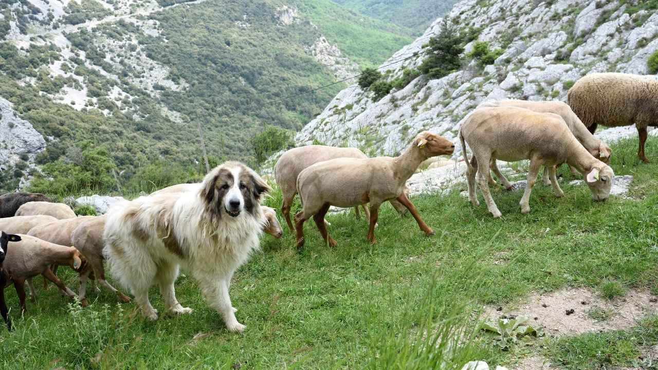 Patou chien dangereux : comment doit réagir le randonneur