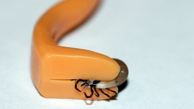 Comment se protéger des tiques en randonnée ? - Le Banquier Randonneur